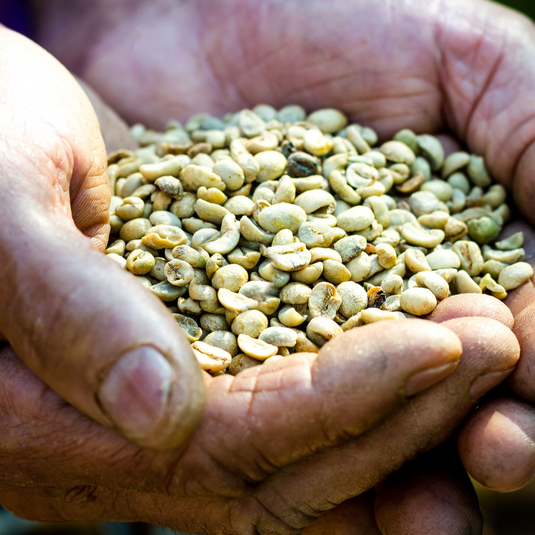 Green Coffees – Grey Matter Coffee Werks